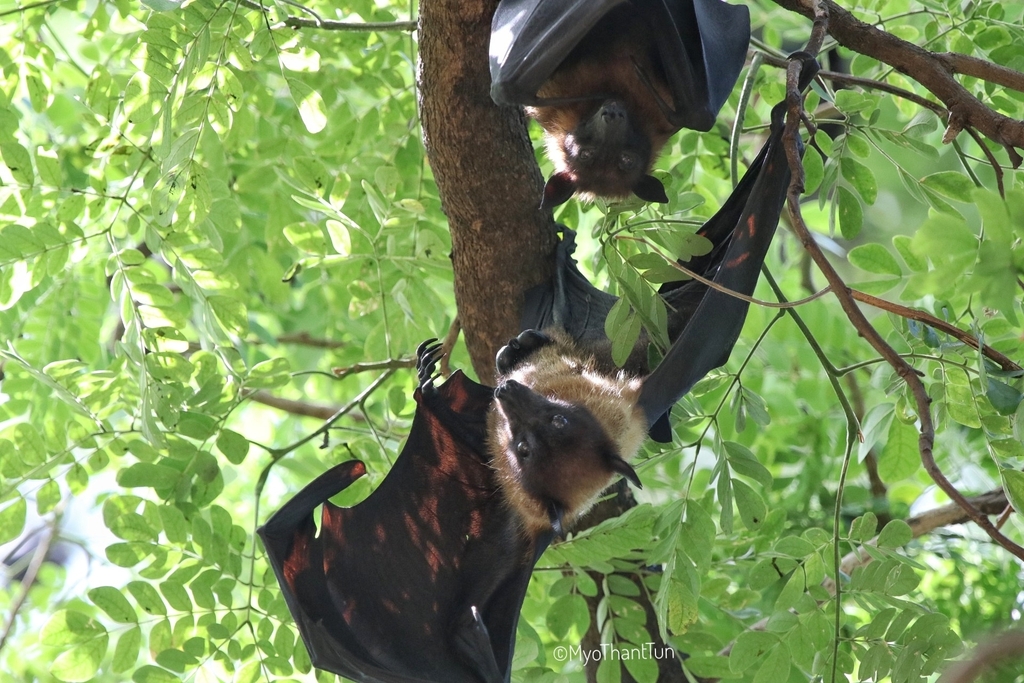 Indian Flying Fox from 2, Myanmar (Burma) on May 13, 2022 at 01:56 PM ...
