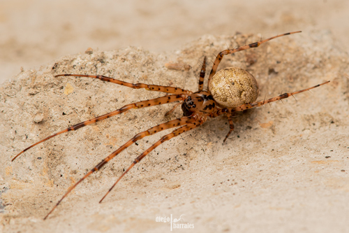 Genus Azilia · iNaturalist