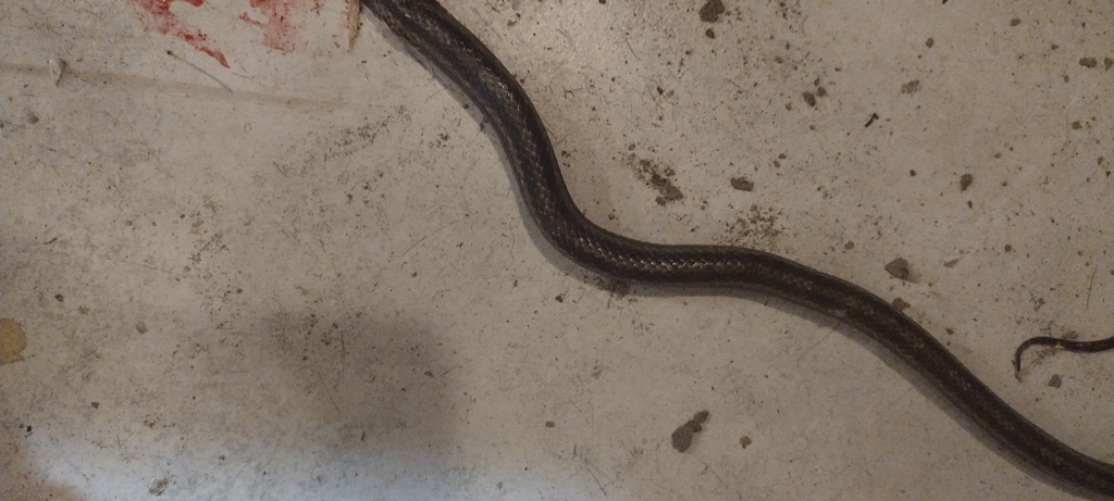 Eastern Ratsnake from Conway, SC 29526, USA on December 31, 2022 at 02: ...