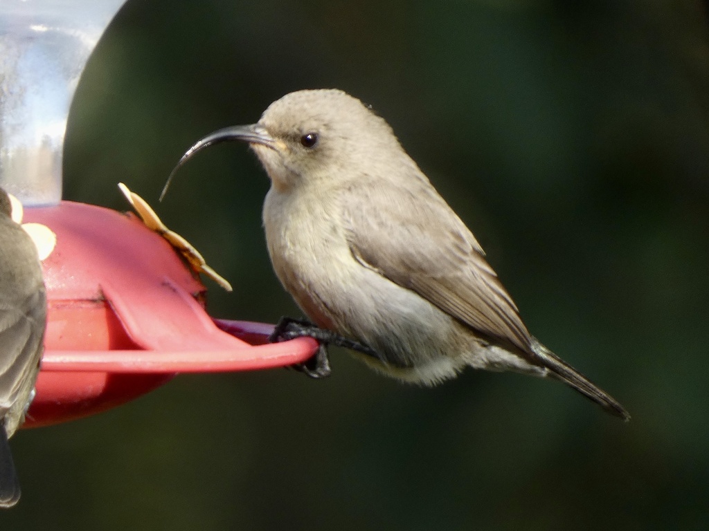 Palestine Sunbird from Sacher Park, Jerusalem, Jerusalem District, IL ...