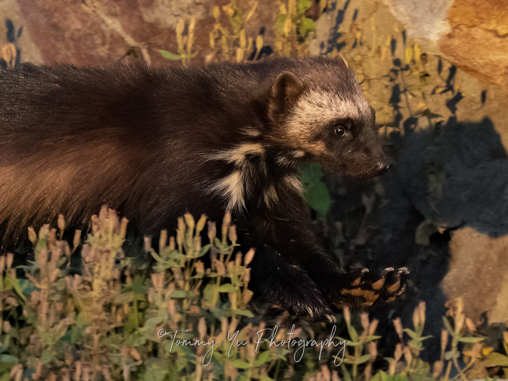 Wolverine in September 2022 by Tommy Yu. A most lucky sighting!! See my ...