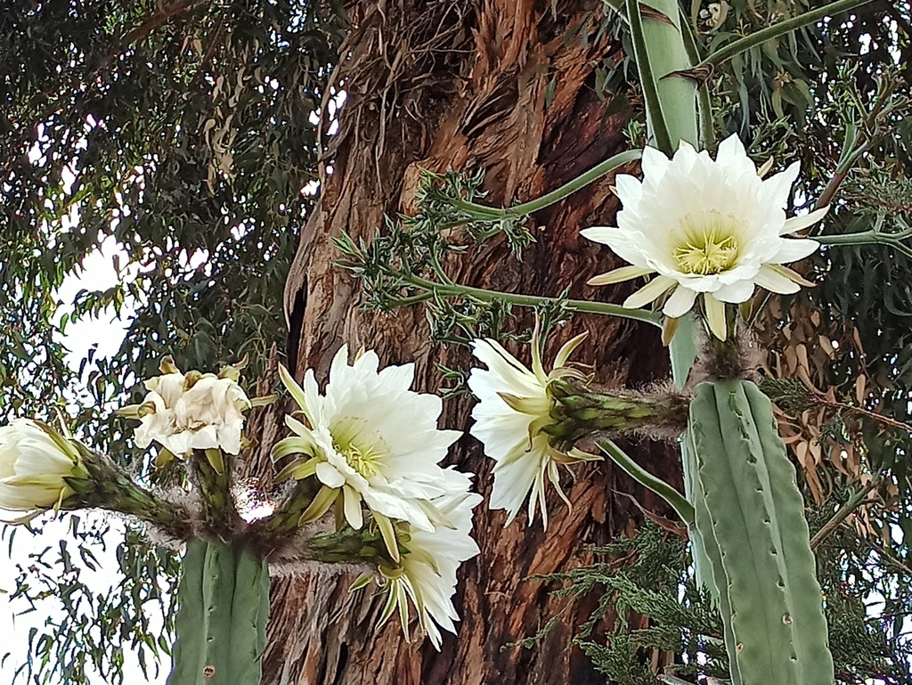Bolivian torch cactus from Calacoto, La Paz, Bolivia on December 31 ...