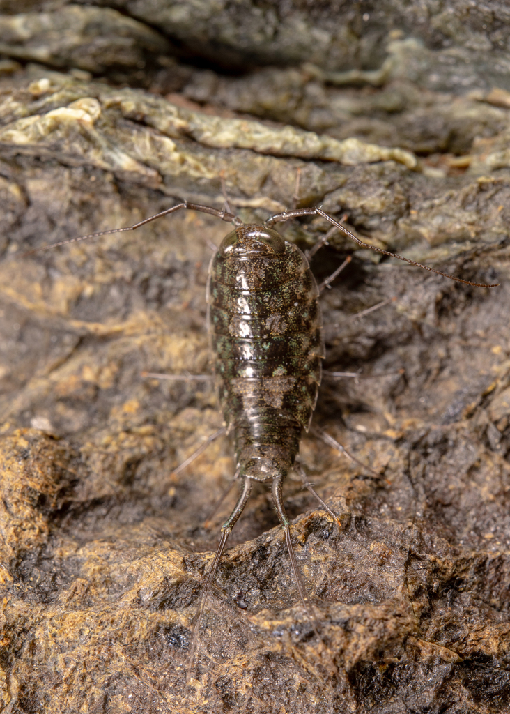 Italian Sea Slater from Beydaglari coast, Kemer, Antalya, Turkey on ...
