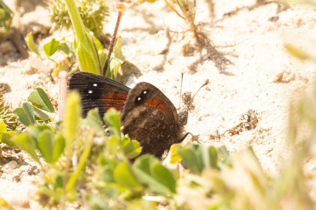 Cape Spring Widow from West Coast DC, South Africa on October 7, 2022 ...