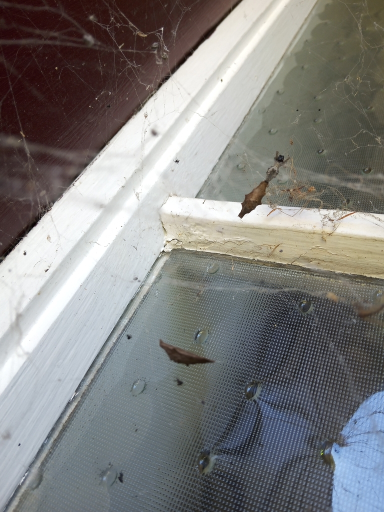 Social House Spider from Bayswater on January 01, 2023 at 12:01 PM by ...