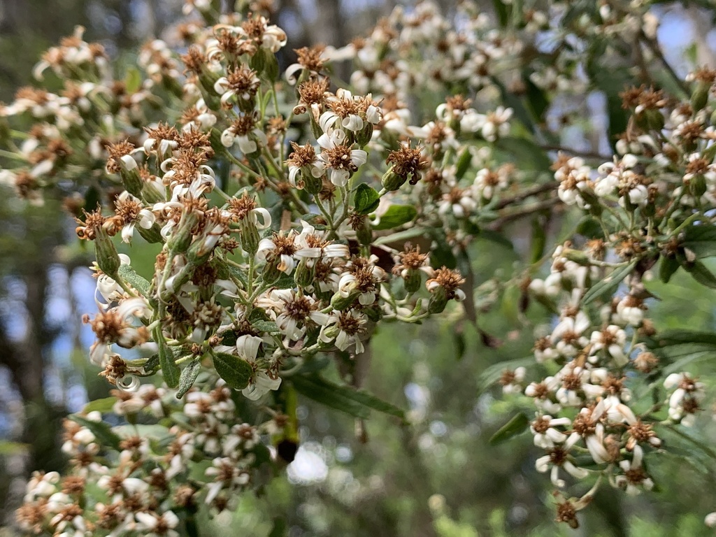 Asthma Bush from Errinundra National Park, Bendoc, VIC, AU on December ...