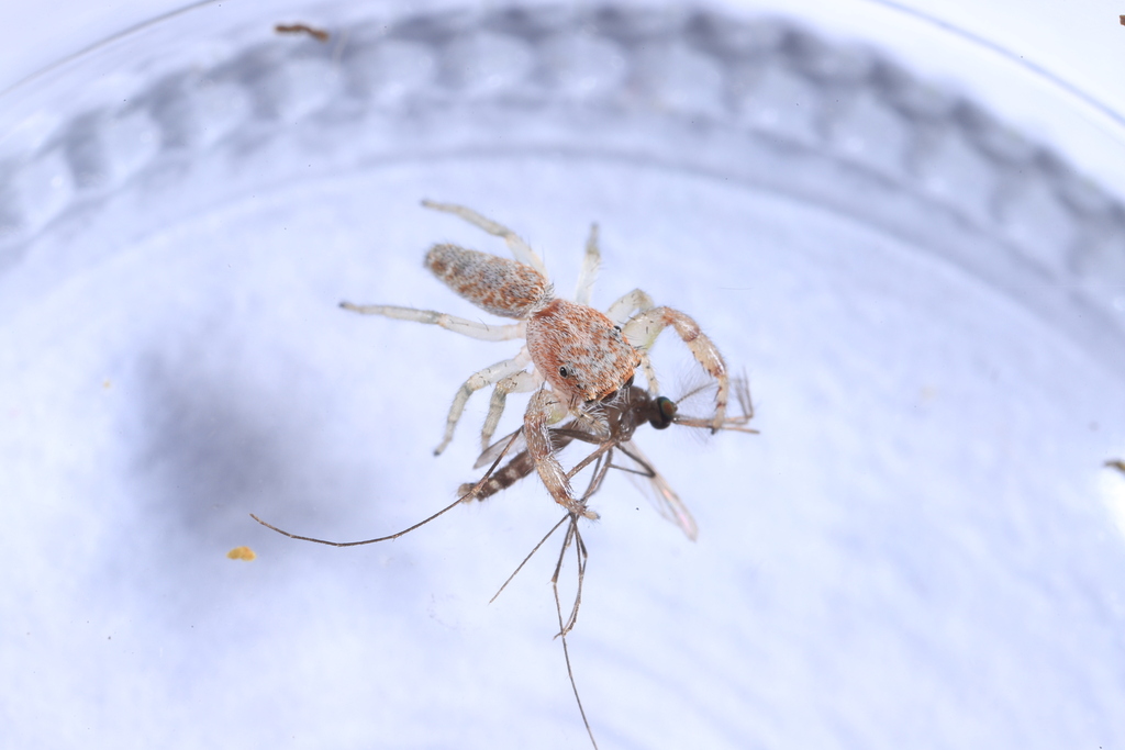 Hentzia chekika from Gainesville, FL, USA on October 3, 2022 at 10:14 ...