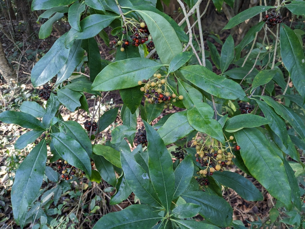 Pittosporum napaulense from 7XPF+FMX, Chandrabani, Mehu Wala Mafi ...