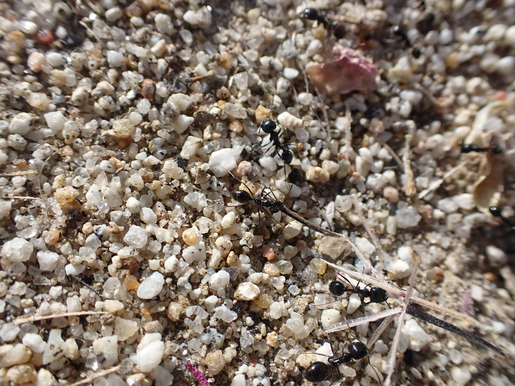 Veromessor pergandei from San Diego County, CA, USA on December 22 ...