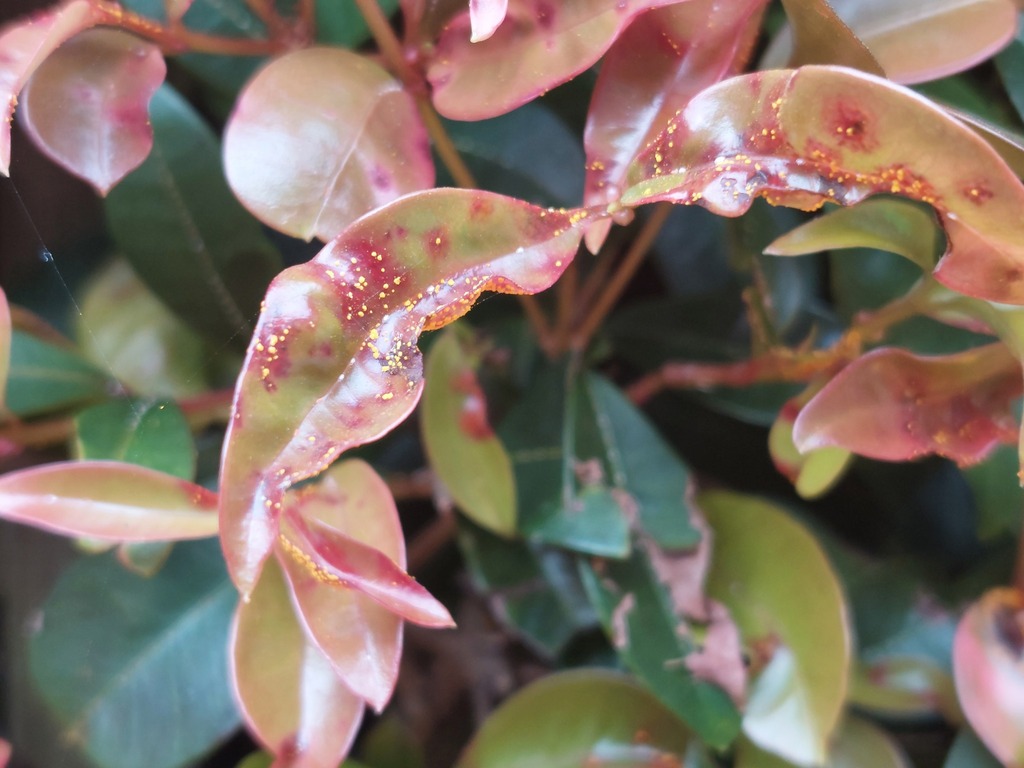 Myrtle Rust from North Shore, Auckland, New Zealand on January 01, 2023 ...