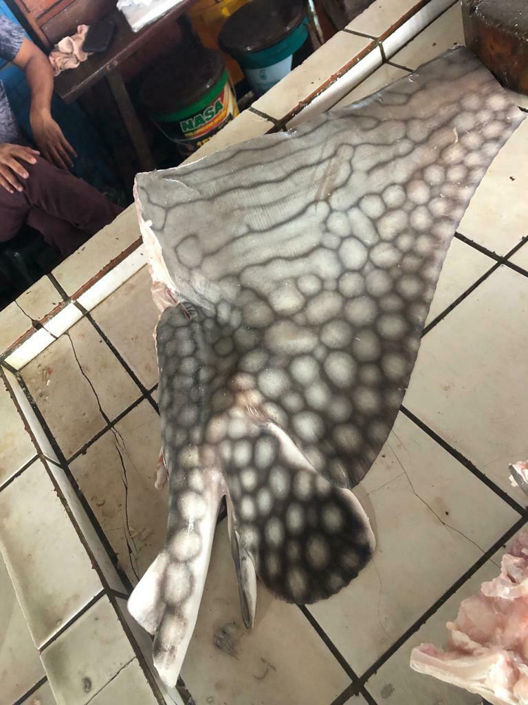 Ornate Eagle Ray in December 2022 by tracc. Fish market observation ...