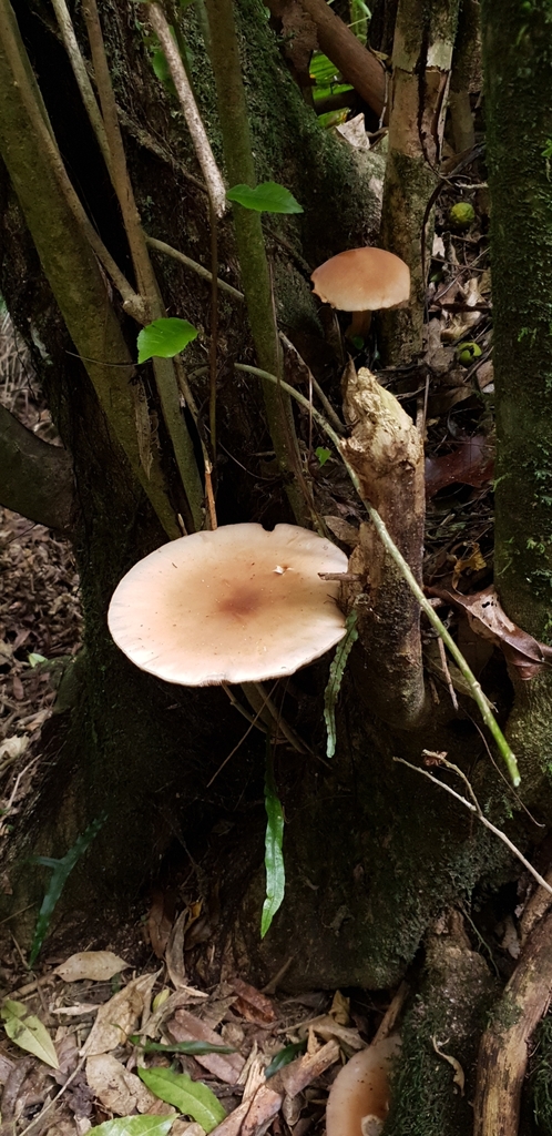 Cyclocybe parasitica from Kai Iwi, New Zealand on January 01, 2023 at ...
