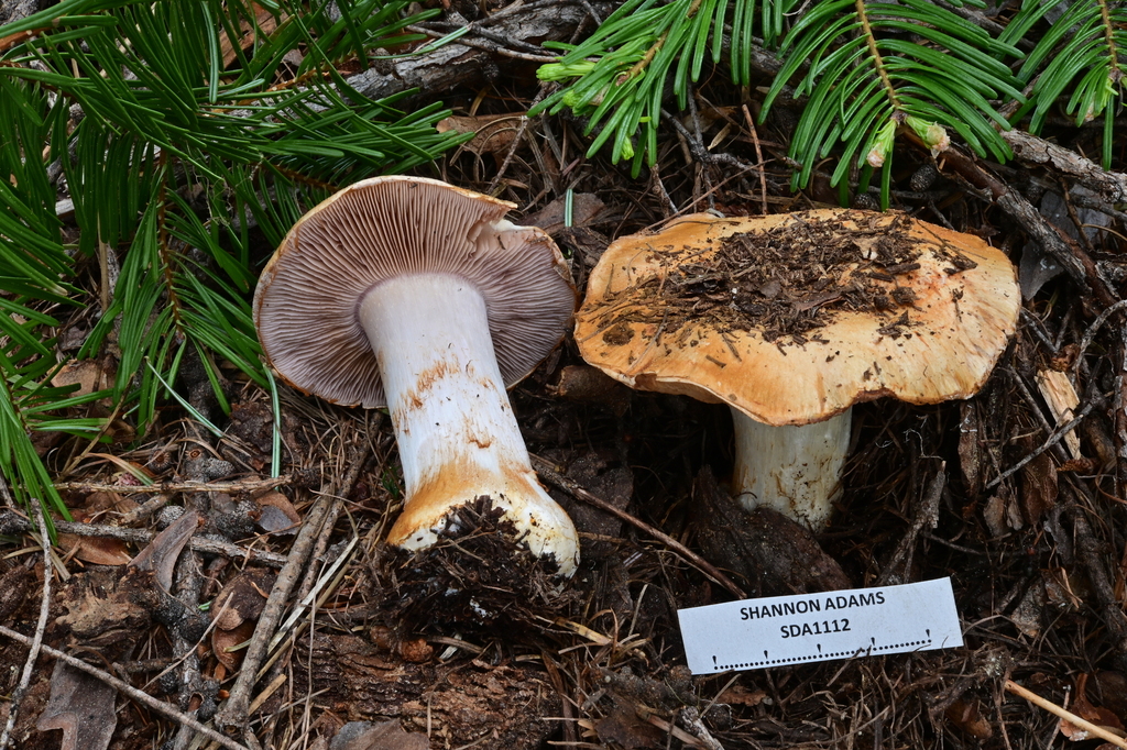 Cortinarius inexspectatus from Highway 410, Naches, WA between Chinook ...