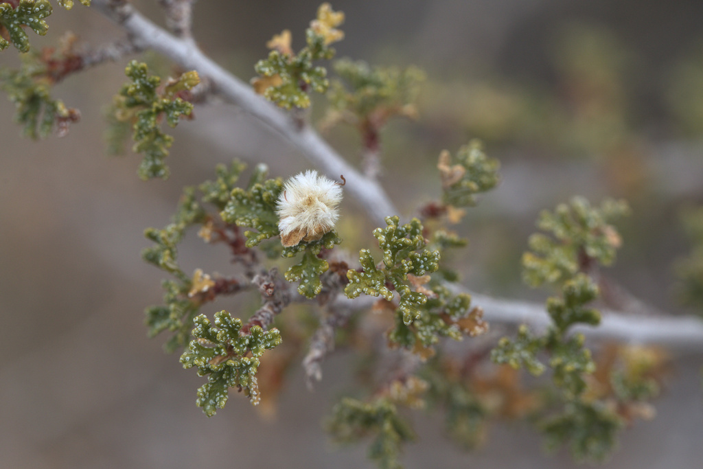 Stansbury's Cliffrose from Clark, Nevada, United States on December 31 ...