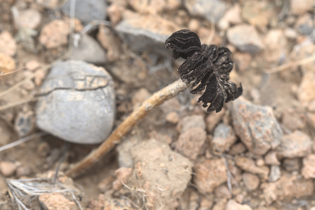 Desert Inkcap from Clark, Nevada, United States on December 31, 2022 at ...