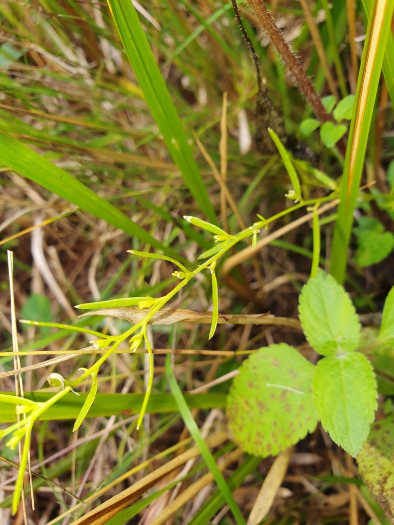 austral toadflax in July 2021 by Luis Webber. Hemiparasite on Themeda ...
