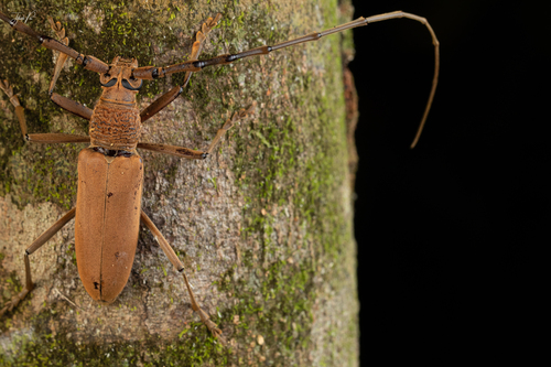 Massicus venustus · iNaturalist