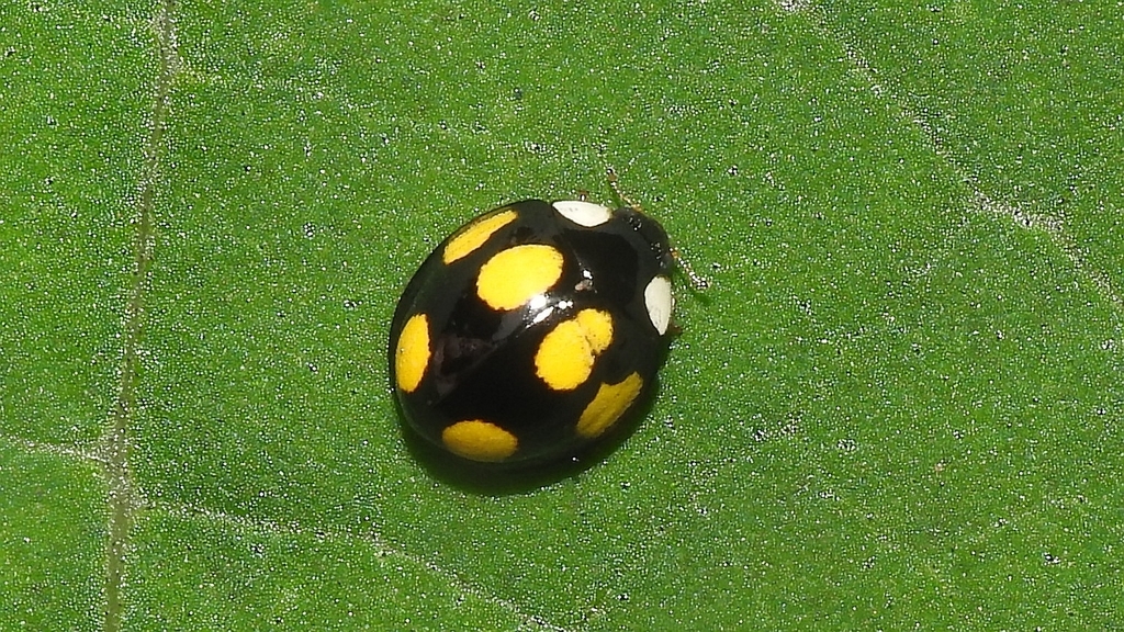 Oenopia formosana from 大安森林公園 on January 01, 2023 at 12:40 PM by aero ...