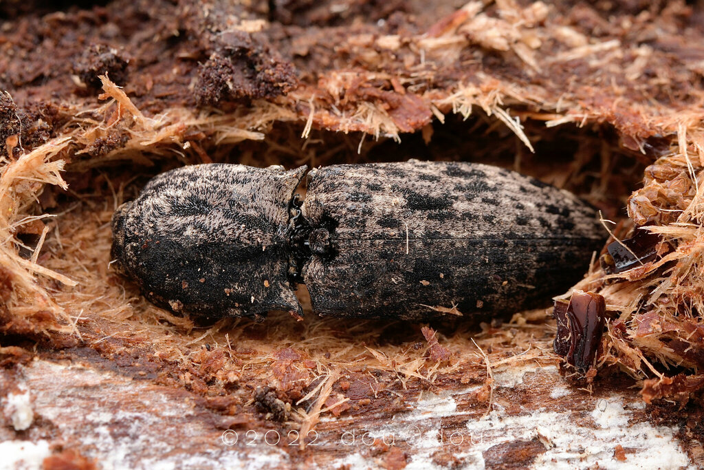 Cryptalaus berus from 中国江苏省南京市玄武区紫金山 on December 11, 2022 at 09:57 PM ...