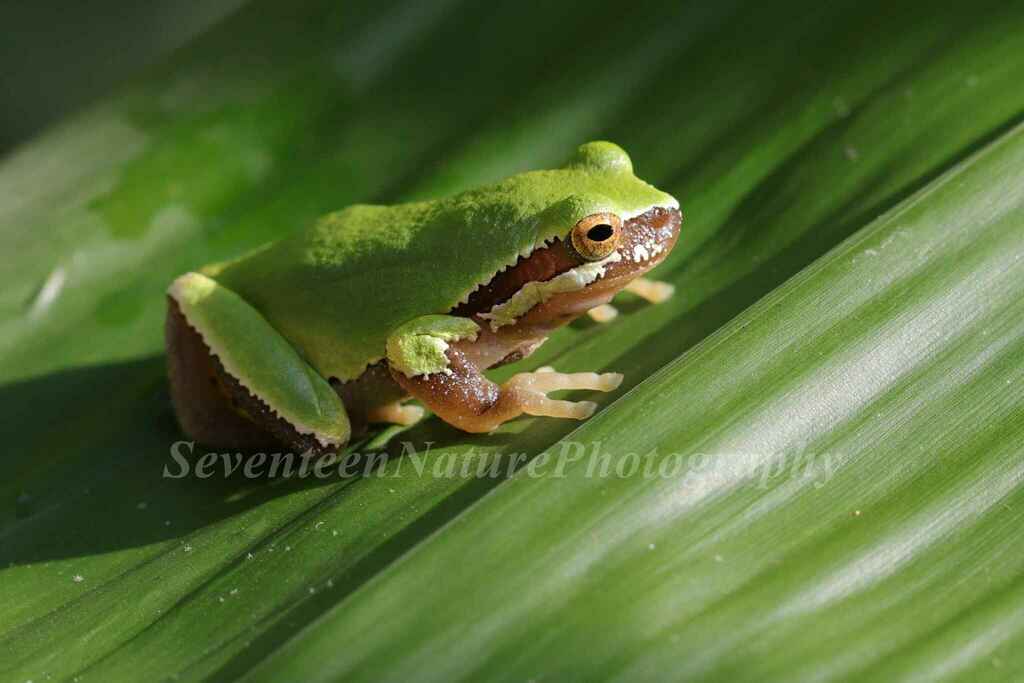 Common Chinese Tree Frog from 中国湖南省永州市蓝山县 on August 2, 2021 at 10:00 AM ...