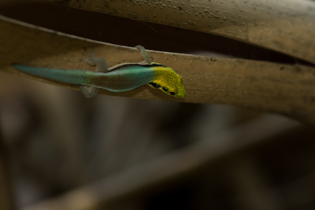 Yellow-headed Day Gecko in December 2022 by Markus A. Roesch · iNaturalist