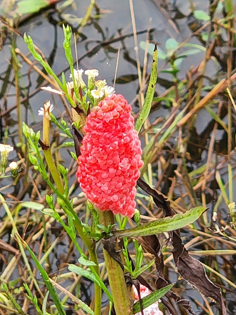 Channeled Apple Snail from 台灣宜蘭縣 on November 11, 2022 at 11:37 AM by ...