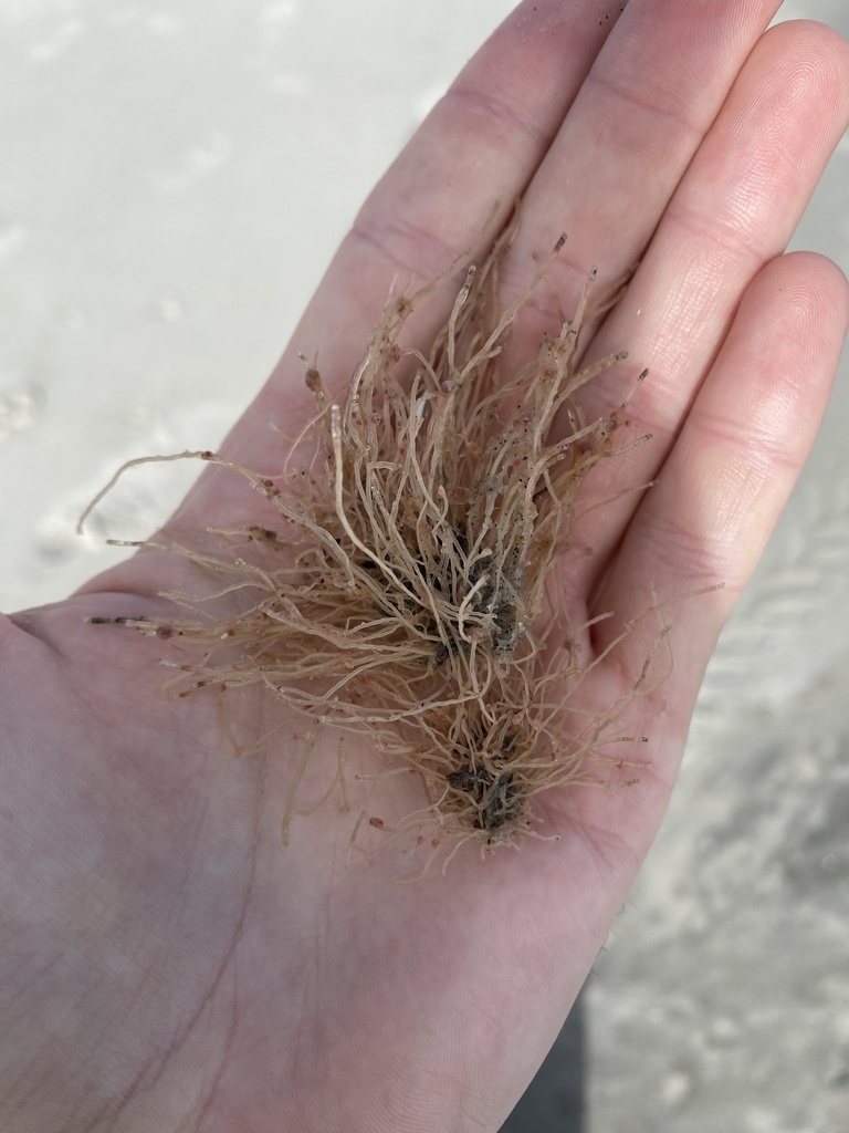 Hydrozoans from Folly Island, Folly Beach, SC, US on December 30, 2022 ...