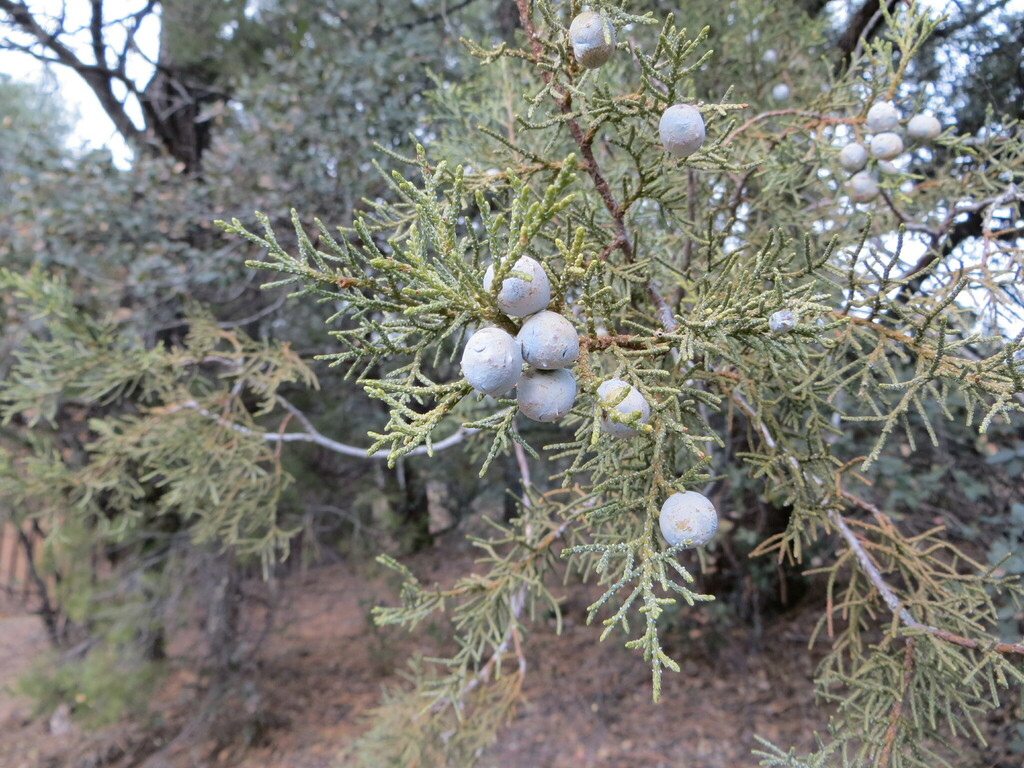 alligator juniper from Lynx Lake, Arizona 86303, USA on December 30 ...