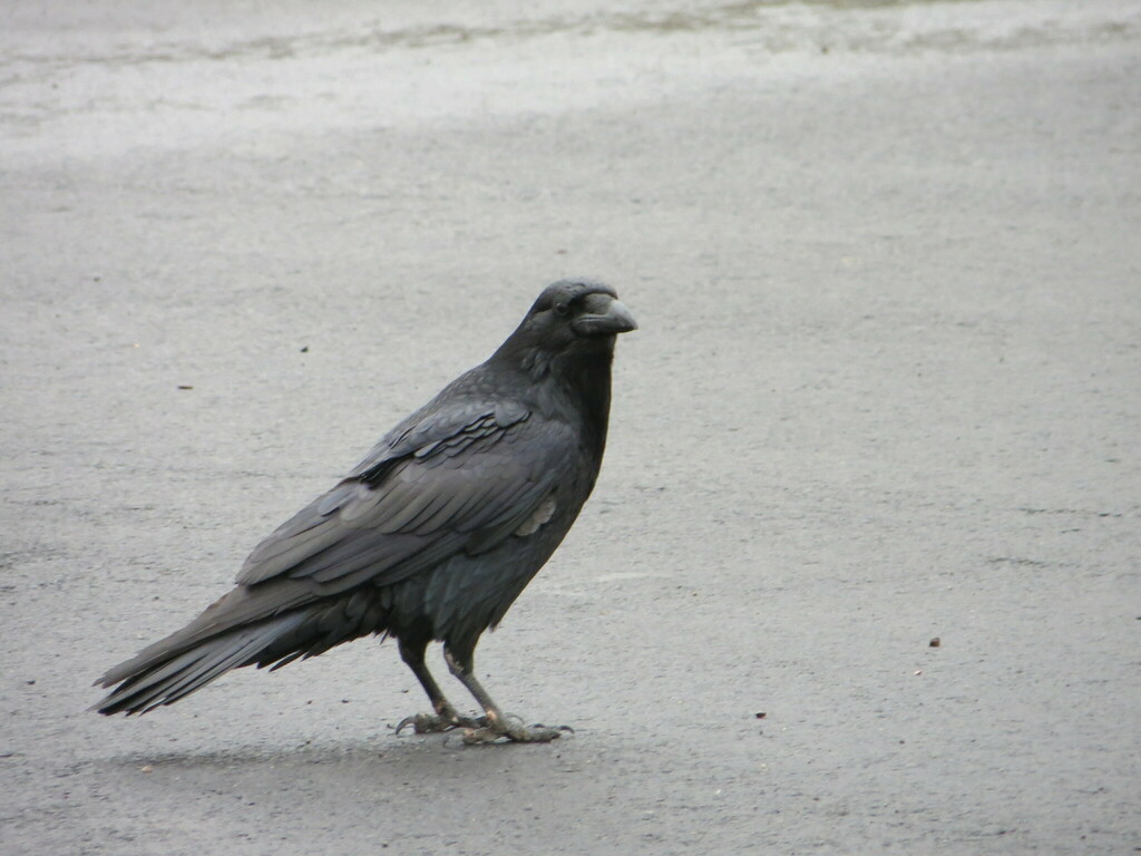 Common Raven from Prescott, AZ, USA on December 31, 2022 at 08:42 AM by ...