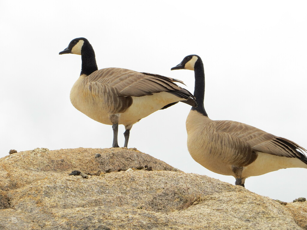 Canada Goose from Watson Lake, Prescott, AZ 86301, USA on December 31 ...