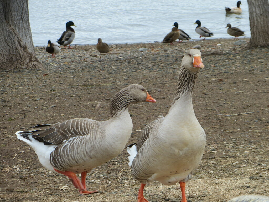 Domestic Greylag Goose from Watson Lake, Prescott, AZ 86301, USA on ...