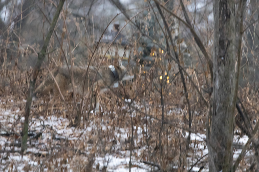 Coyote from Owen Conservation Park, Madison, US-WI, US on January 1 ...