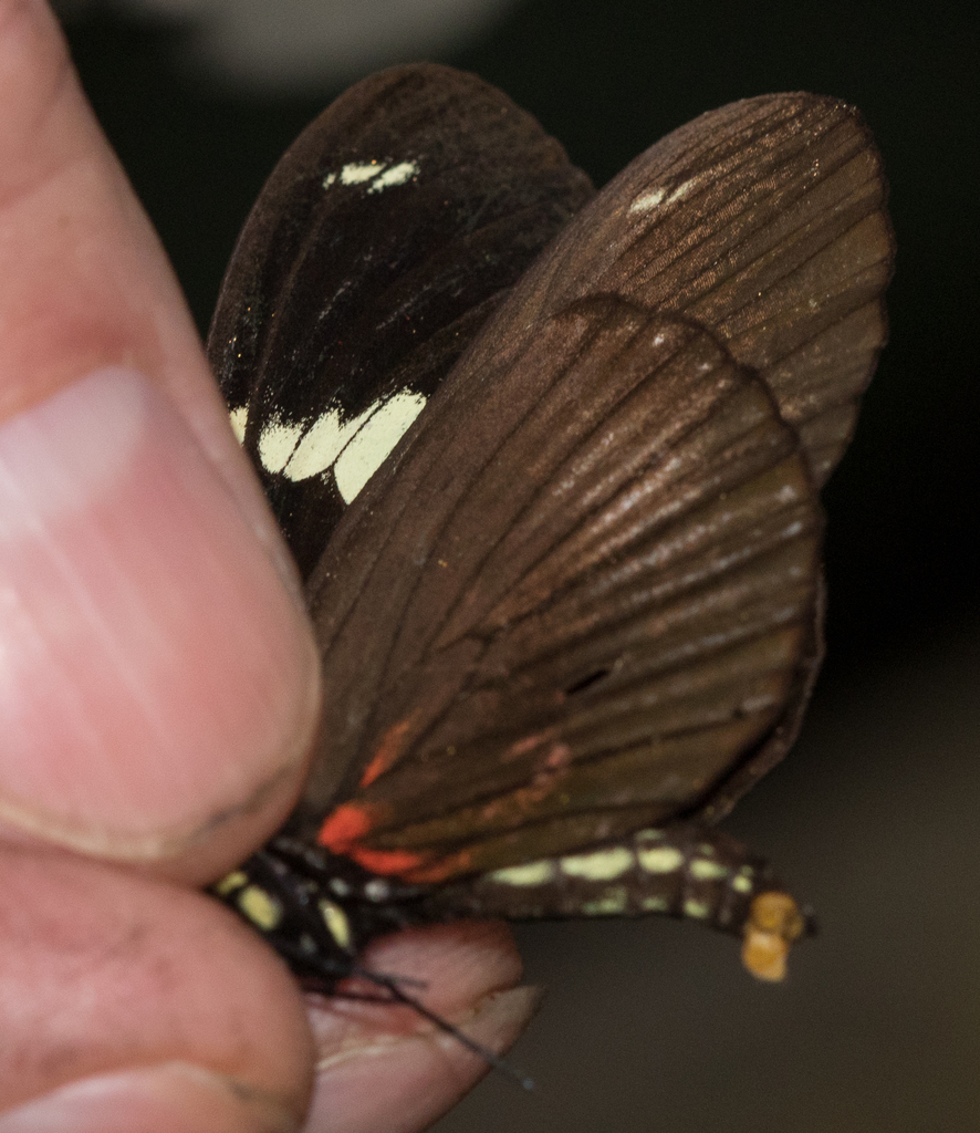 Longwings and Heliconians from Hatun Sumaku, Ecuador on February 9 ...