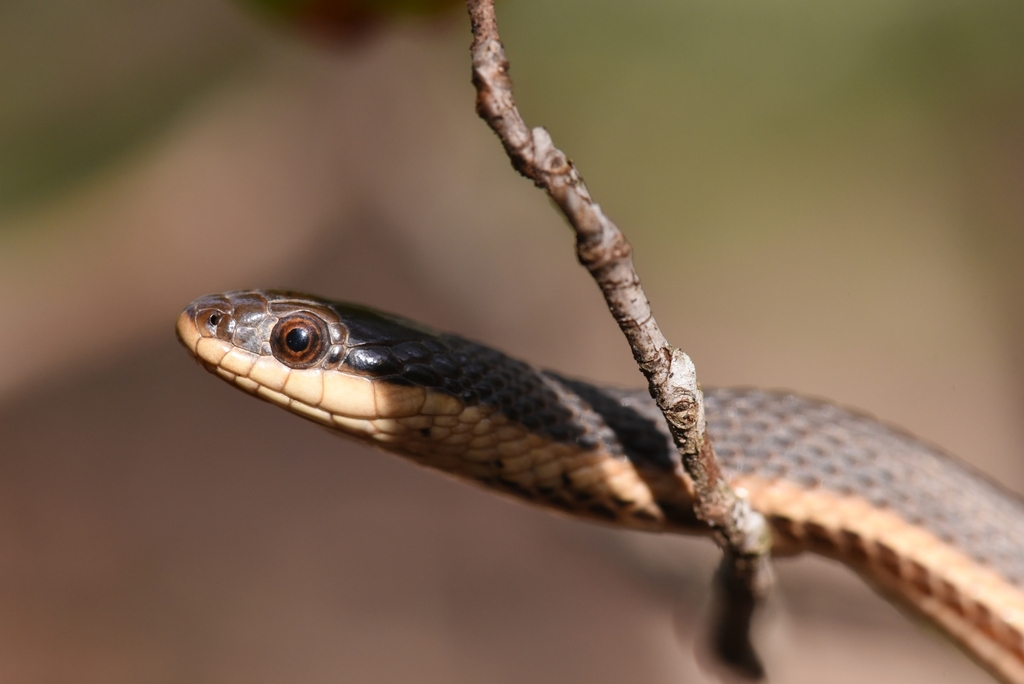 Queensnake in January 2023 by Sam · iNaturalist