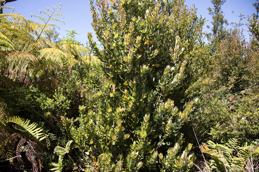 Ulmo from Llanquihue Province, Los Lagos, Chile on December 31, 2022 at ...