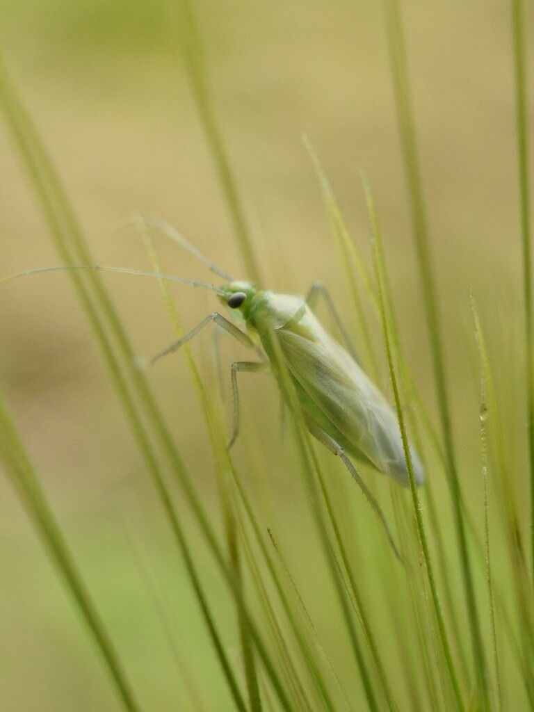 Two-spotted Grass Bug from Palmerston, Aotearoa/New Zealand on January ...