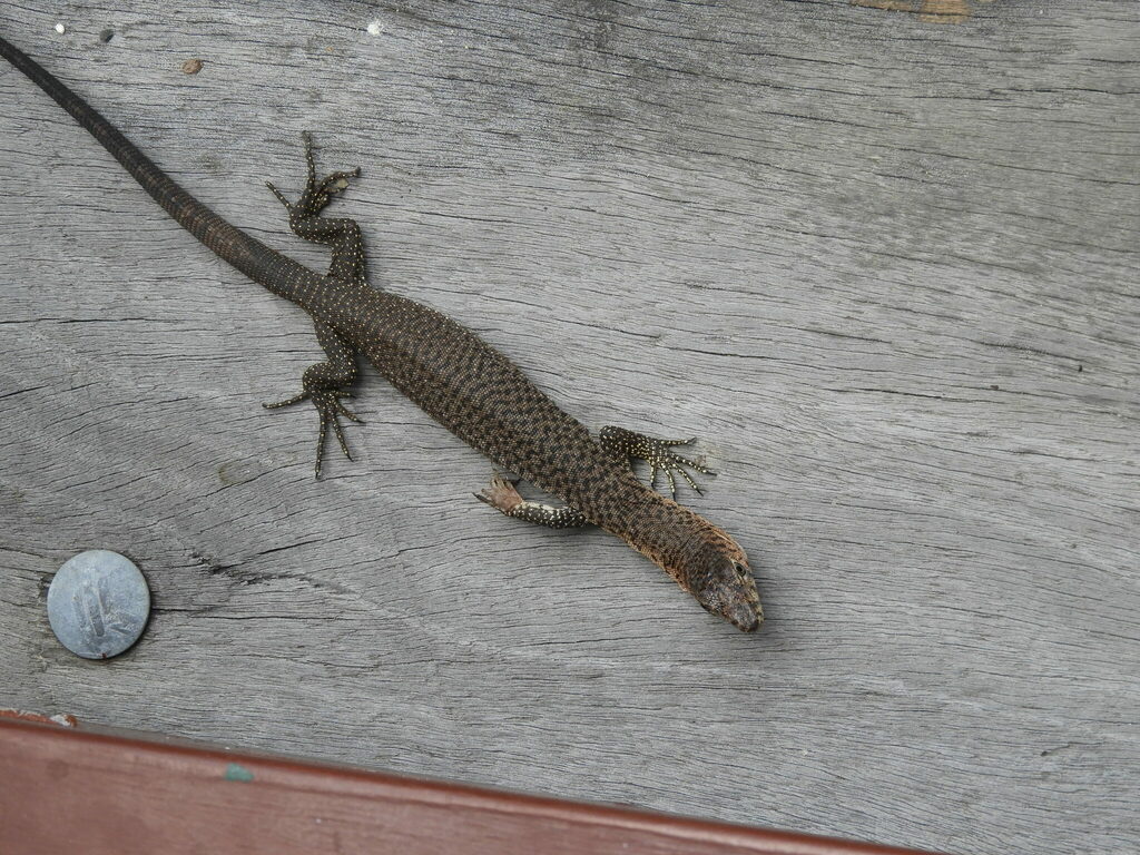 Rusty Monitor in December 2022 by Paul Allen · iNaturalist