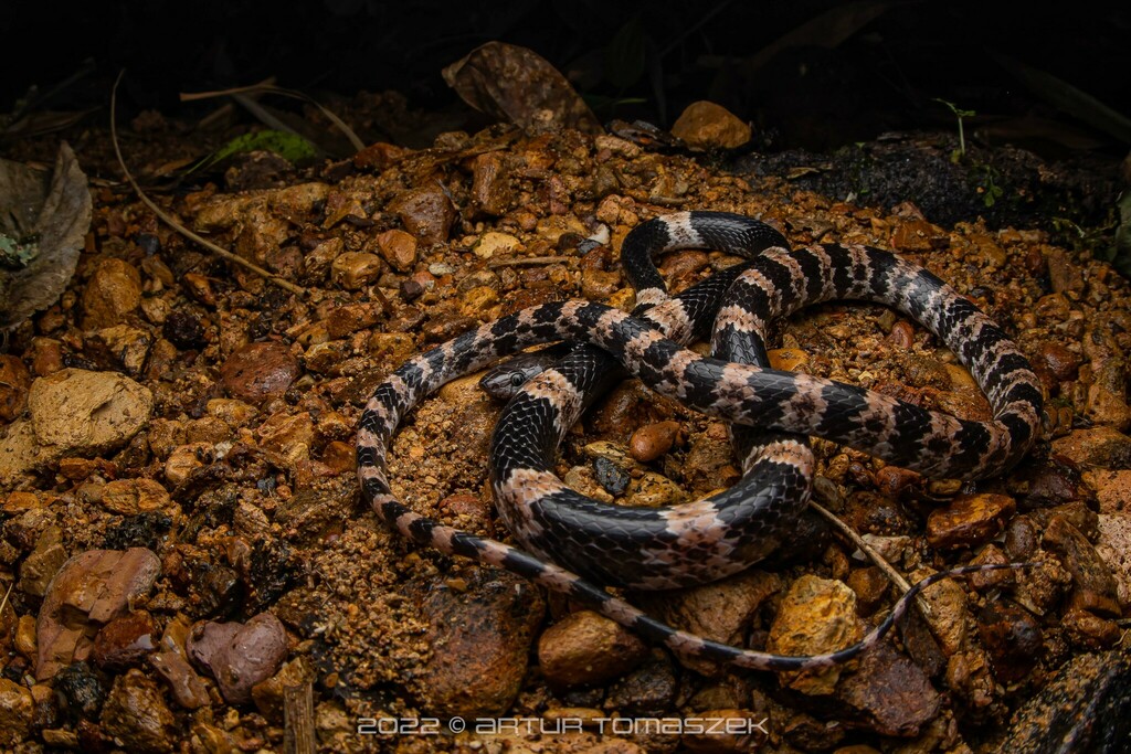 Banded Wolf Snake in December 2022 by Artur Tomaszek · iNaturalist