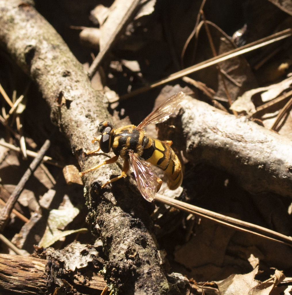 Virginia Giant Hover Fly from Texas Charter Township, MI, USA on ...