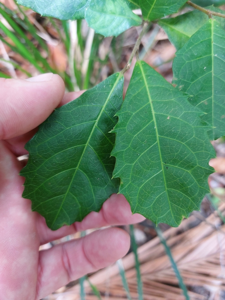 flowering plants from Weerriba QLD 4703, Australia on January 01, 2023 ...