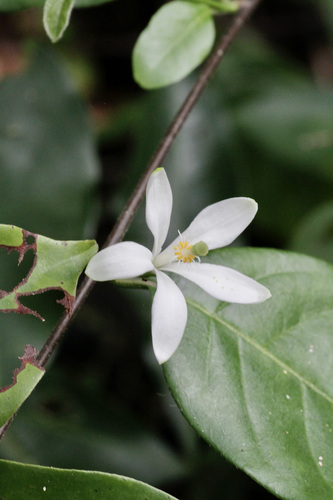 Turraea heterophylla · iNaturalist Mexico