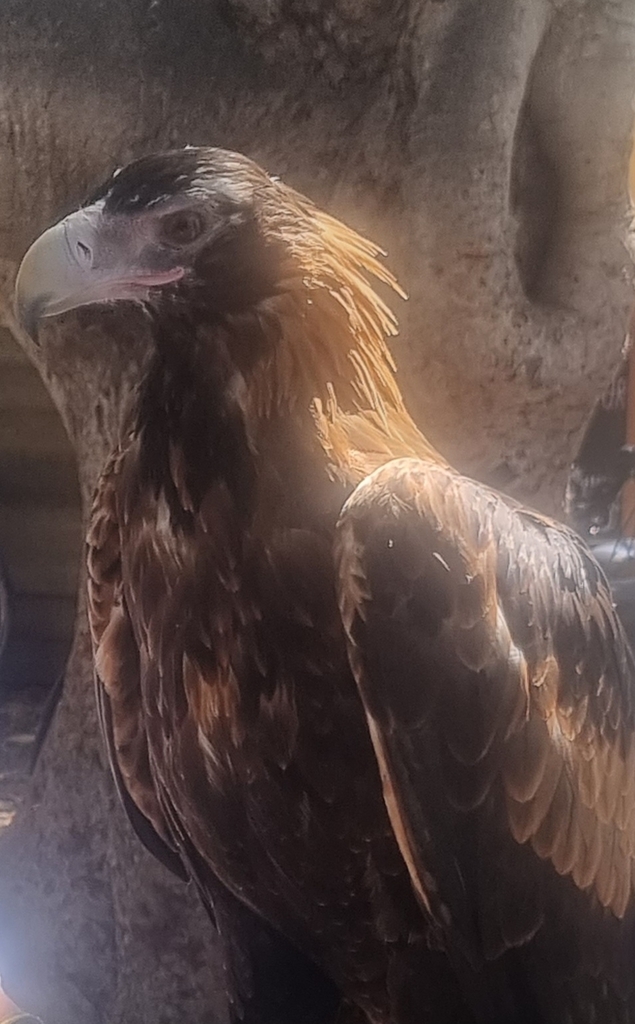 Wedge-tailed Eagle from Central Mall Thomson Bay, Rottnest Island WA ...