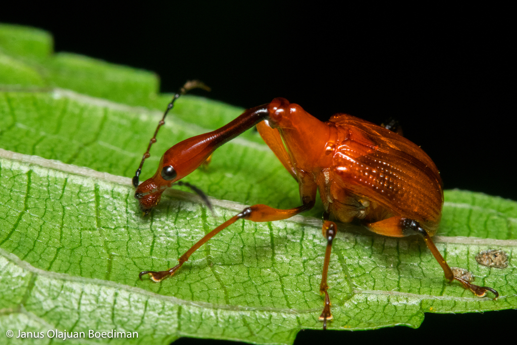Paratrachelophorus nodicornis in September 2021 by Janus Olajuan ...