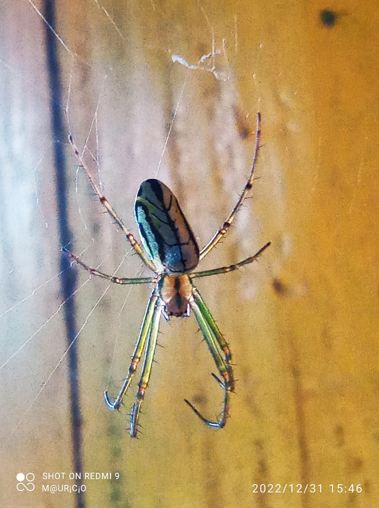 Orchard Spiders and Allies from Provincia de Puntarenas, Costa Rica on ...