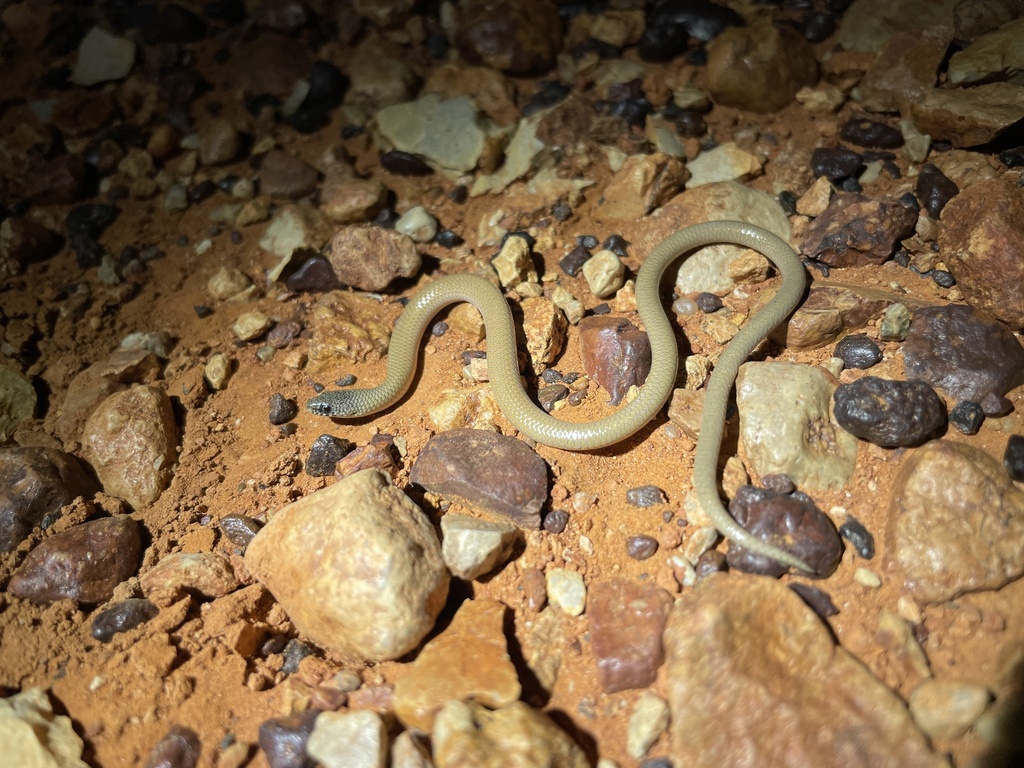 Marble-faced Delma in January 2023 by Bruce Edley. Delma cf. australis ...