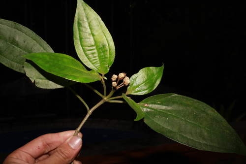 Bredia plagiopetala · NaturaLista Colombia