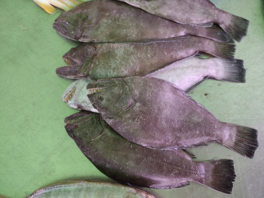 Indian Halibut from Pekan Kahang,Jalan Mersing, Kampung Kahang Selatan ...