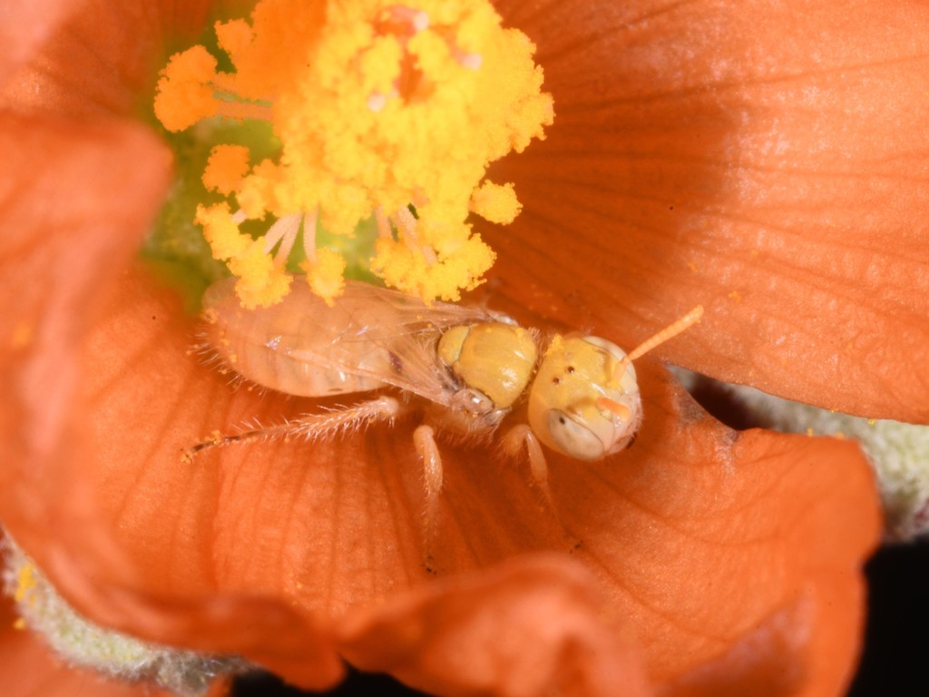 Perdita xanthochroa from Uintah, Utah, United States on June 4, 2022 at ...