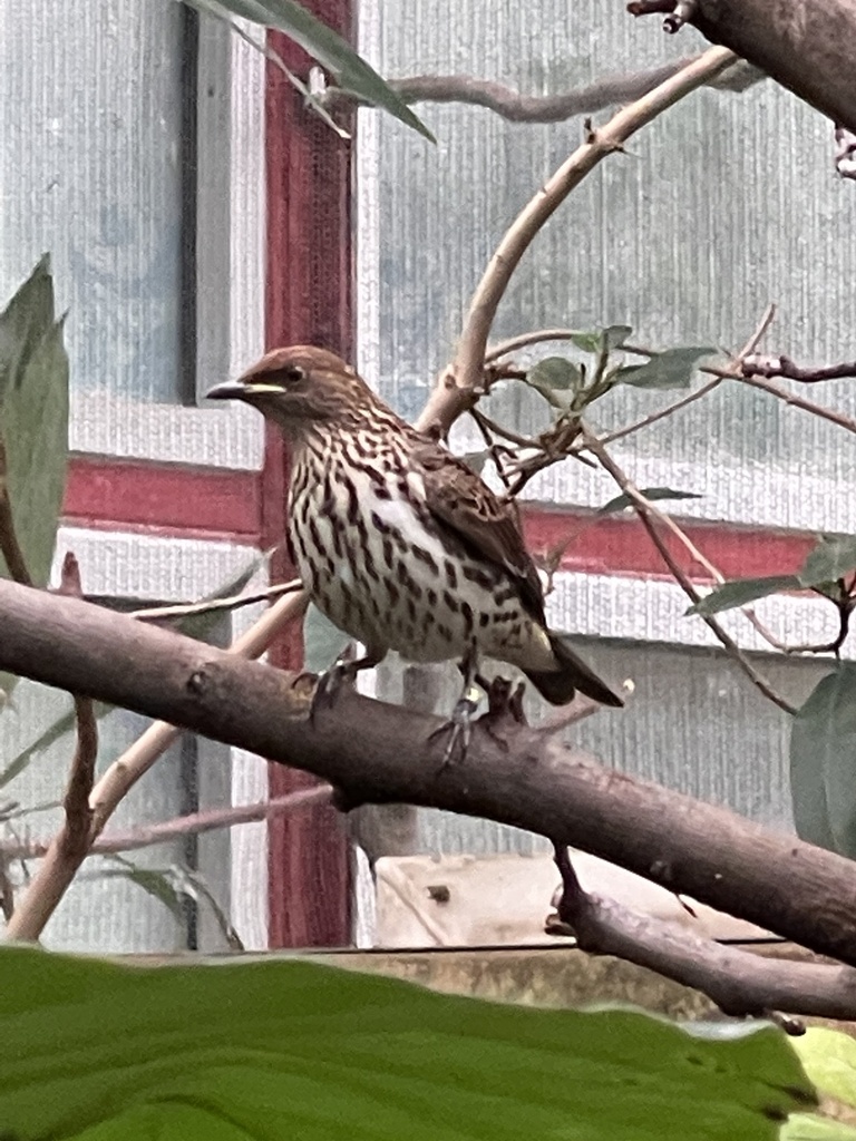 Violet-backed Starling from Zoo de Londres, London, Inglaterra, GB on ...