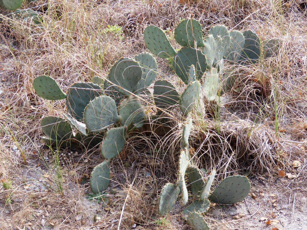 Carolina Prickly-pear Cactus from North Myrtle Beach, SC, USA on ...